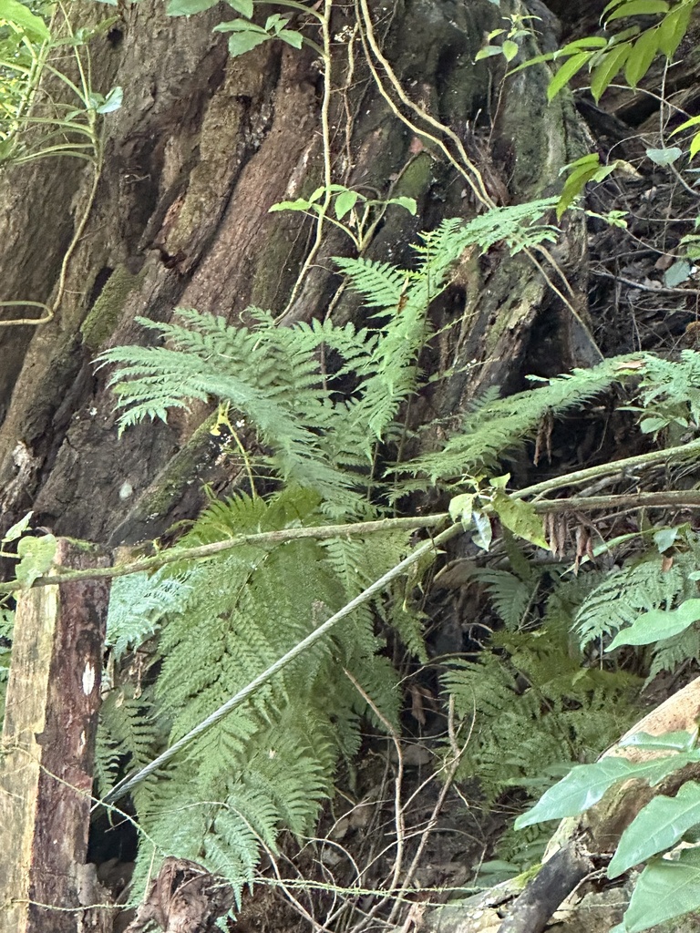 Broad Halberd Fern from Jamaica, Saint Ann, Middlesex County, JM on ...