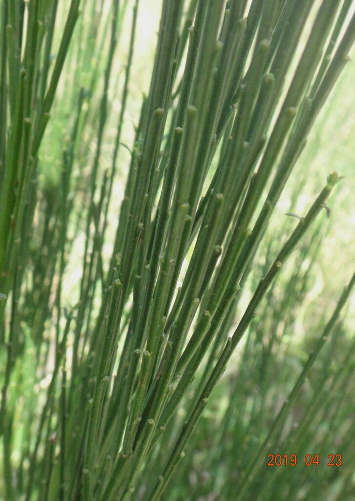 Broom Spurge from Yass NSW 2582, Australia on April 23, 2019 at 11:15 ...