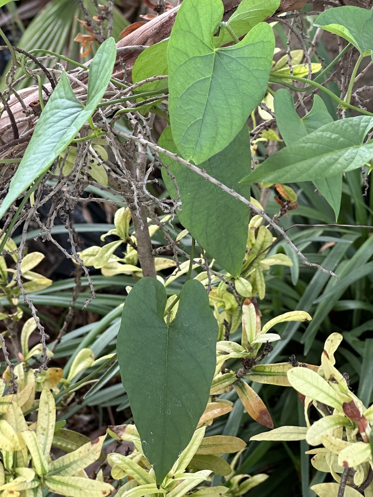 Calico-flower in December 2023 by Robert Levy · iNaturalist
