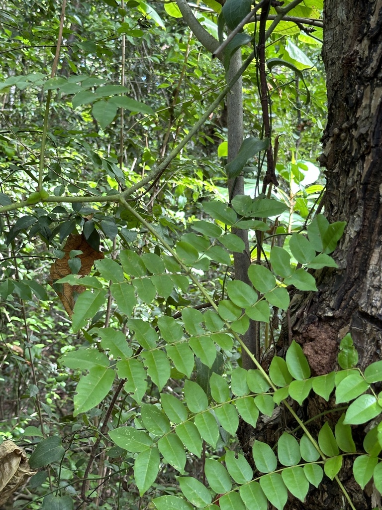 Nickernut in December 2023 by Robert Levy · iNaturalist