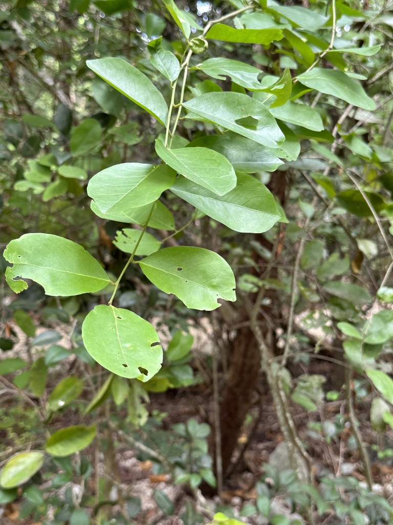 Turkey Berry in December 2023 by Robert Levy · iNaturalist