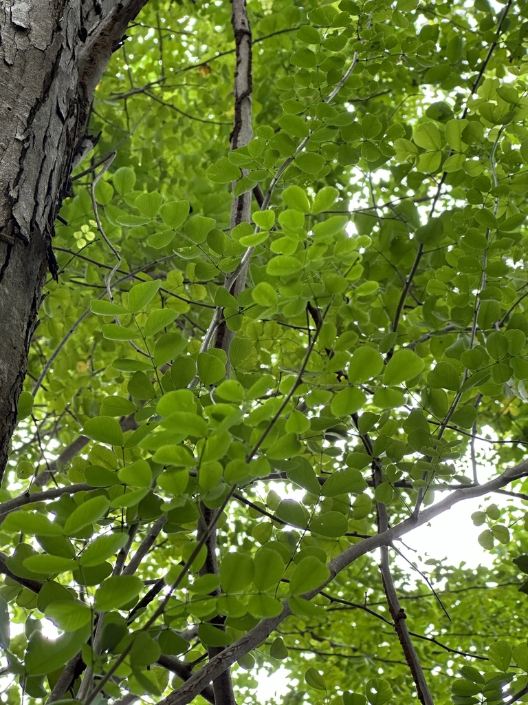 Bloodwood Tree in December 2023 by Robert Levy · iNaturalist