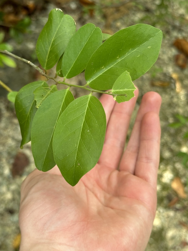 bay-leaved caper in December 2023 by Robert Levy · iNaturalist