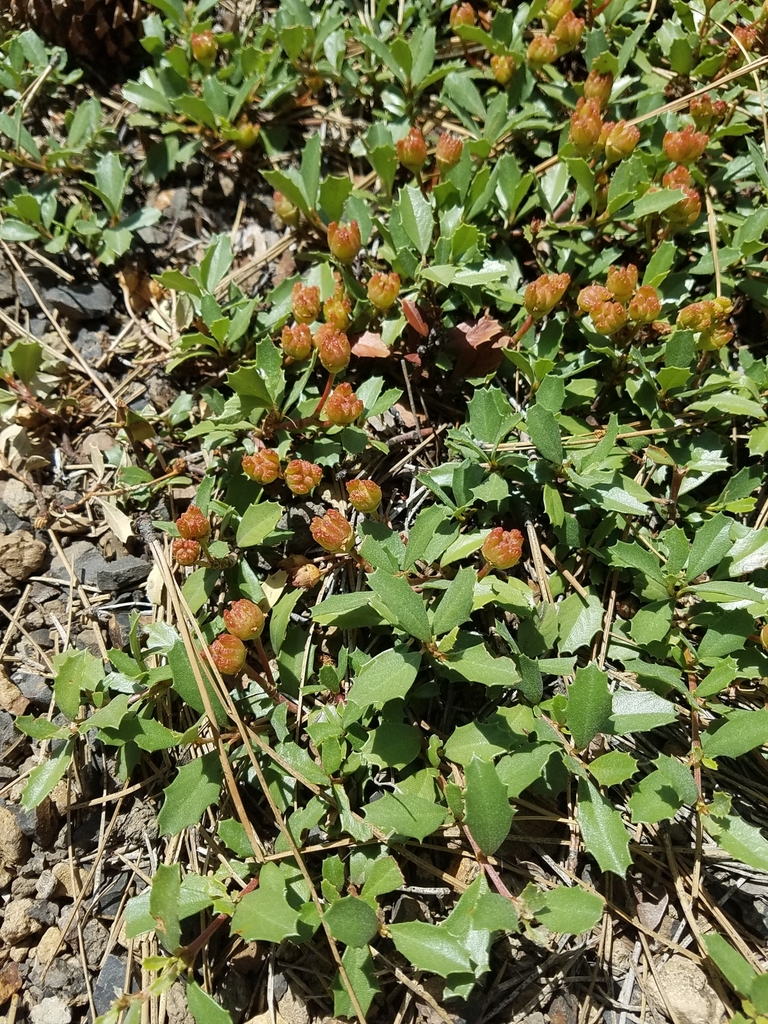 Mahala mat from Sprague River, OR 97639, USA on June 25, 2023 at 11:42 ...