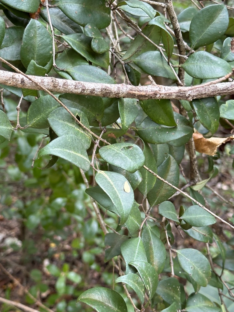 latherleaf in December 2023 by Robert Levy · iNaturalist