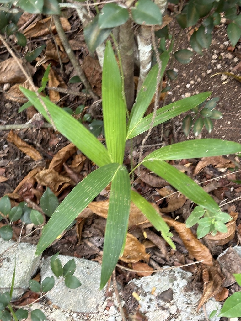 Cayman silver thatch palm in December 2023 by Robert Levy · iNaturalist