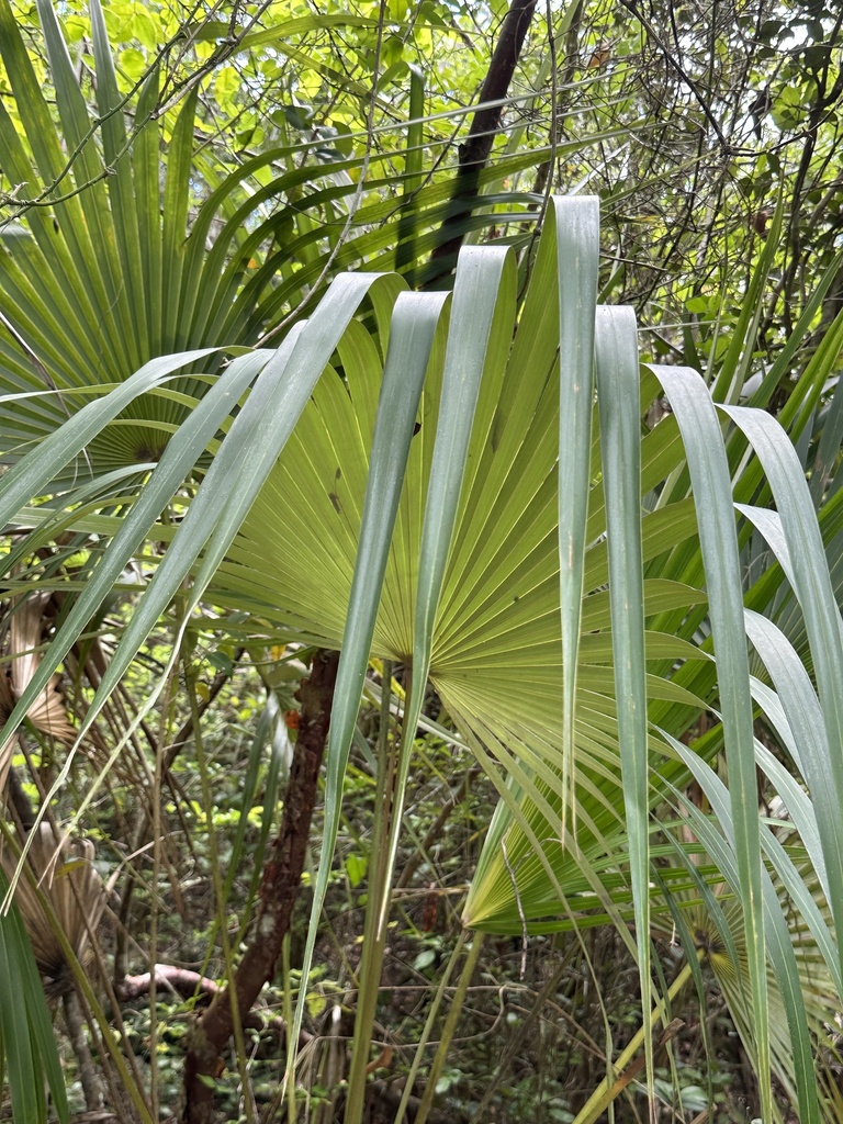 Cayman silver thatch palm in December 2023 by Robert Levy · iNaturalist