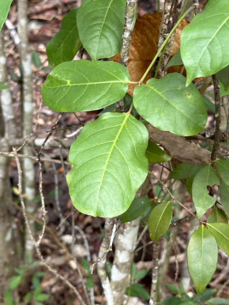 Crabwood in December 2023 by Robert Levy · iNaturalist