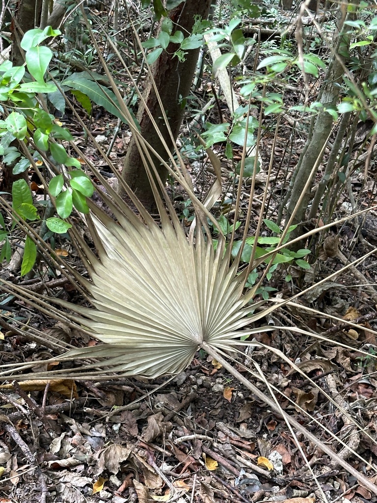 Cayman silver thatch palm in December 2023 by Robert Levy · iNaturalist