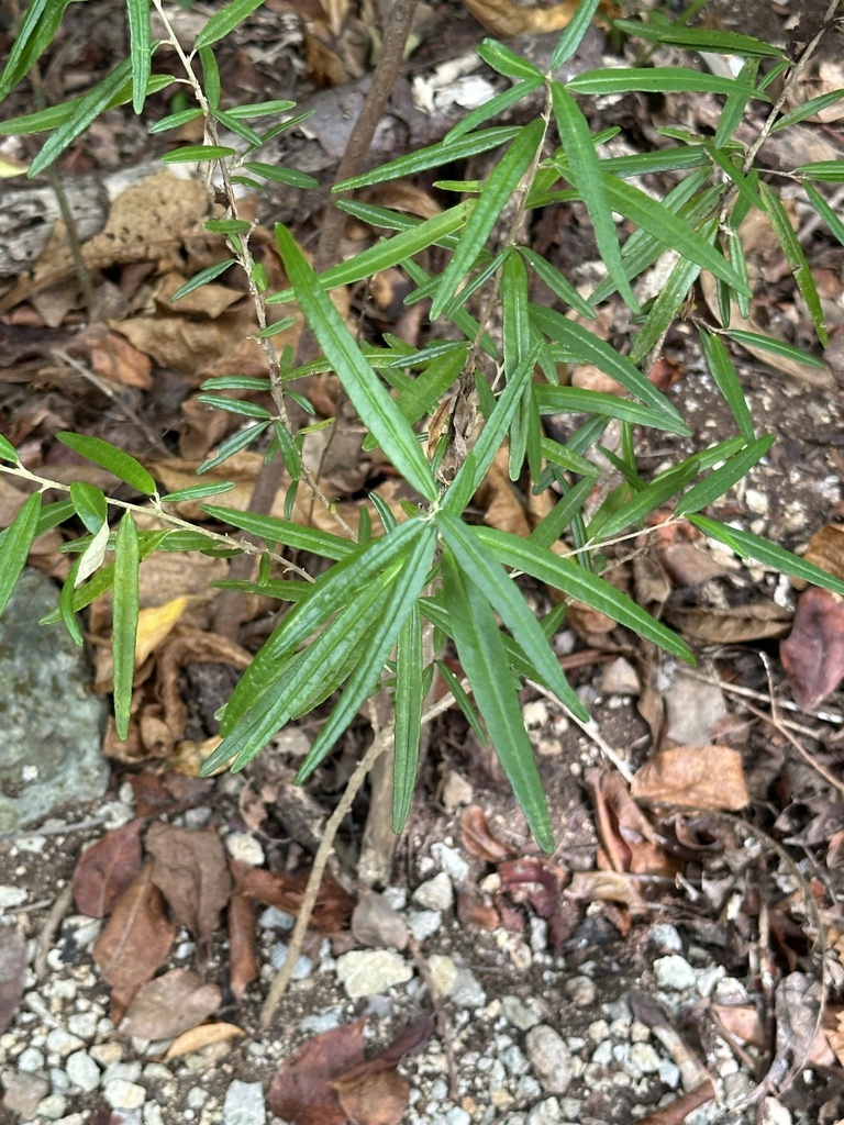 pineland croton in December 2023 by Robert Levy · iNaturalist