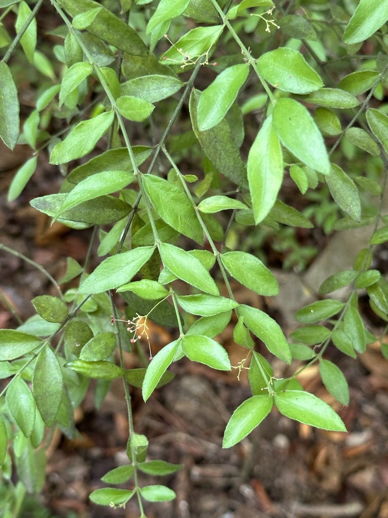 Turkey Berry in December 2023 by Robert Levy · iNaturalist