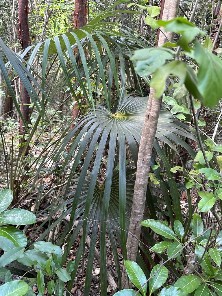 Cayman silver thatch palm in December 2023 by Robert Levy · iNaturalist