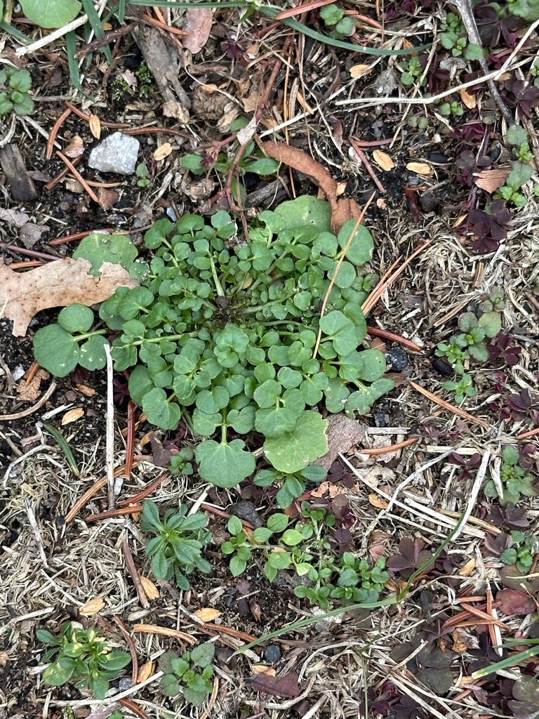 hairy bittercress in January 2024 by Robert Levy · iNaturalist