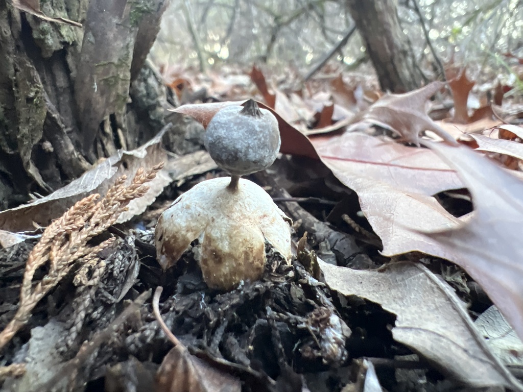 Beaked Earthstar from Armadillo Trail, Bonham, TX, US on January 1 ...