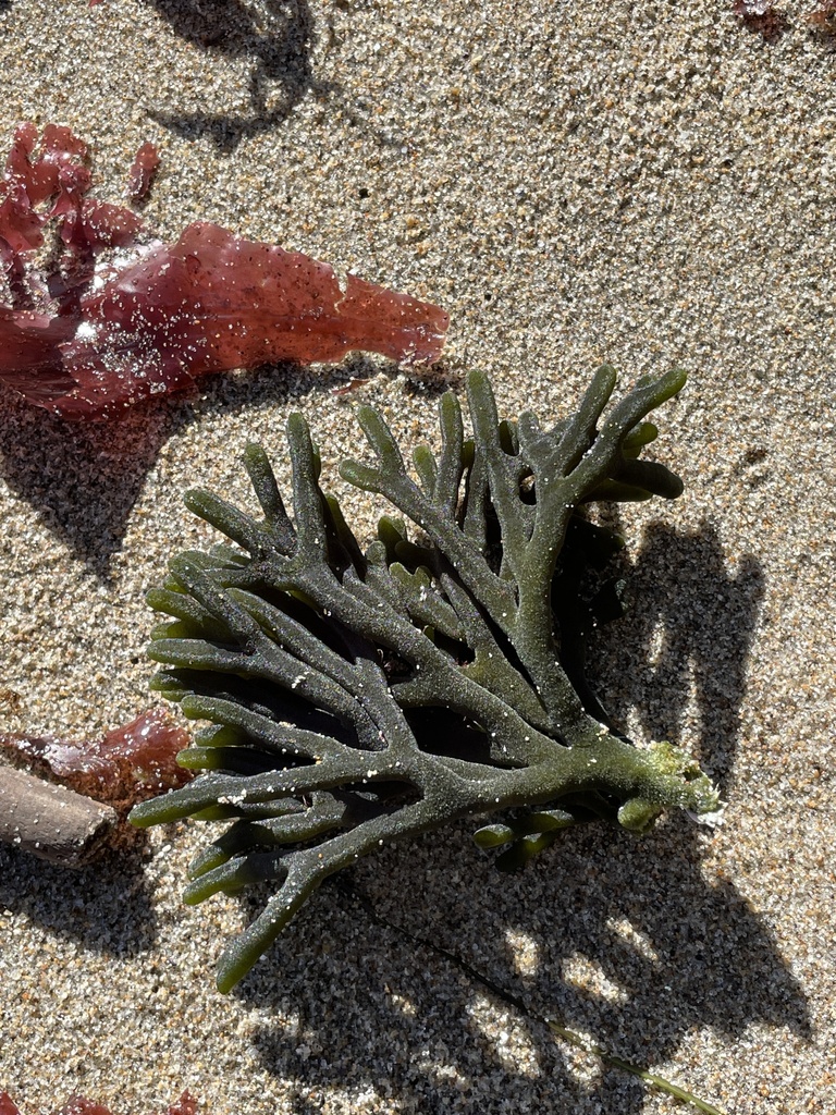 Codiums from North Pacific Ocean, Santa Cruz, CA, US on January 1, 2024 ...
