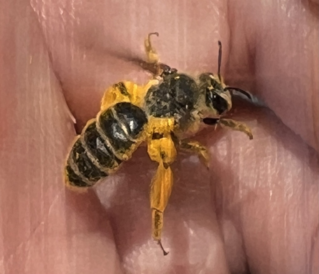 Mining Bees from US-11, Petal, MS, US on May 7, 2023 at 12:26 PM by ...