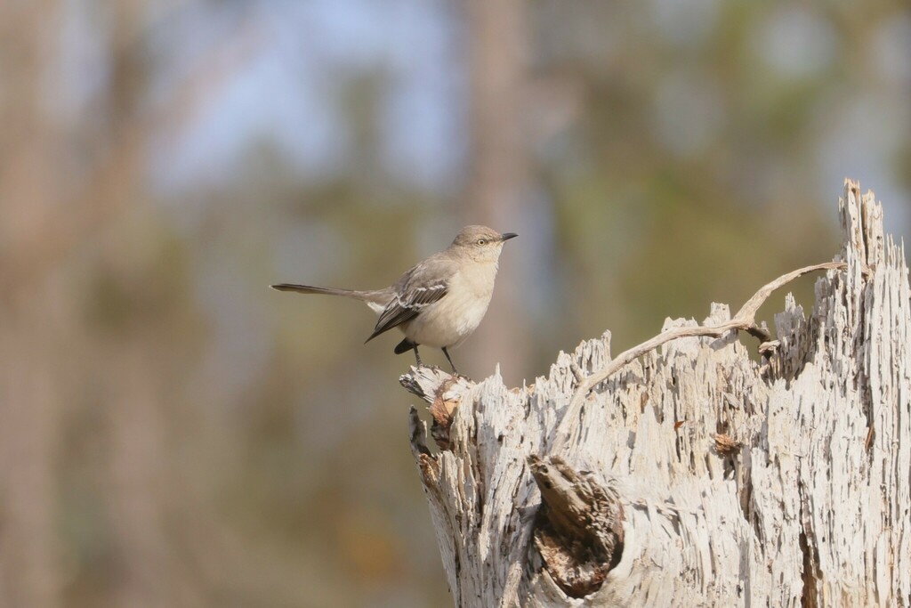 Northern Mockingbird from Auburn Lakes Road - Fisheries Ponds Auburn ...