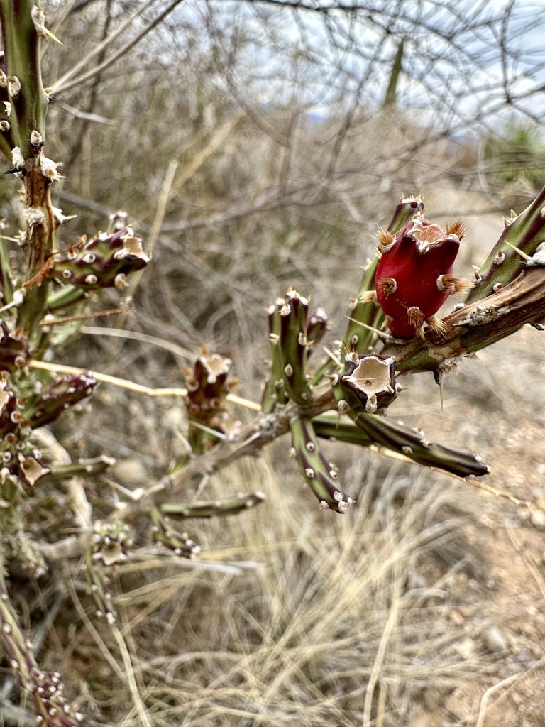 Christmas cholla from Saguaro National Park, Tucson, AZ, US on January ...
