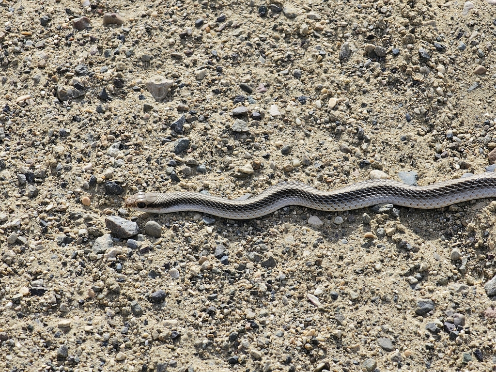 Western Patch-nosed Snake from 23959 BCS, Mexico on December 24, 2023 ...