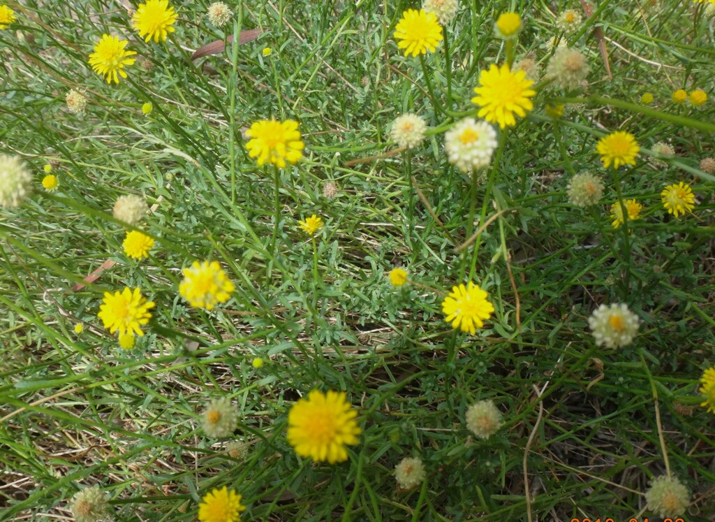 Bur Daisy from Yass NSW 2582, Australia on April 23, 2019 at 01:19 PM ...