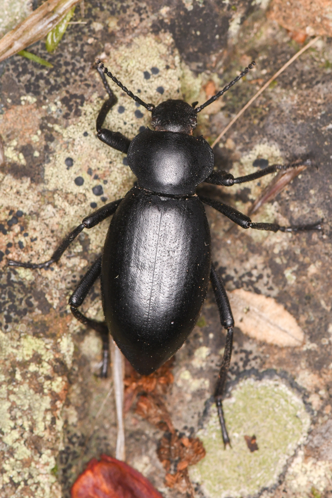 Eleodes acuticauda from Los Angeles County, CA, USA on December 30 ...