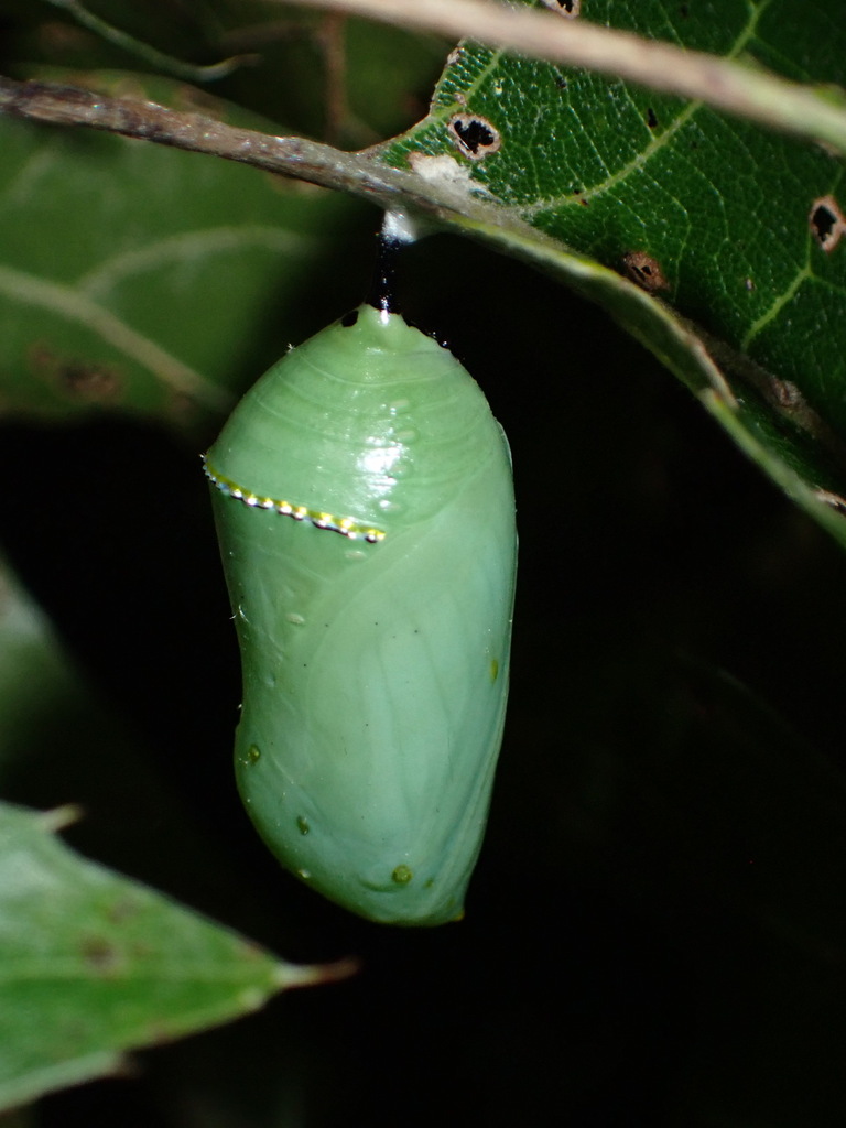 Monarch in September 2023 by Angus Mossman. Among Quercus velutina ...