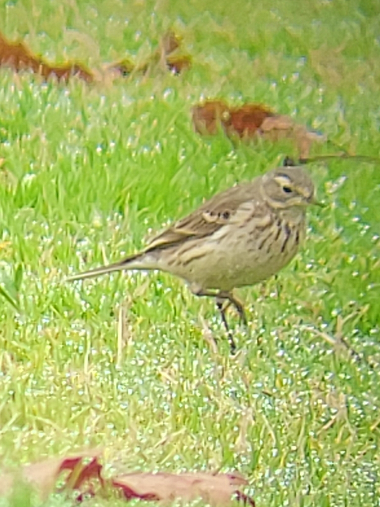 American Pipit from Folsom, CA, USA on December 31, 2023 at 10:26 AM by ...