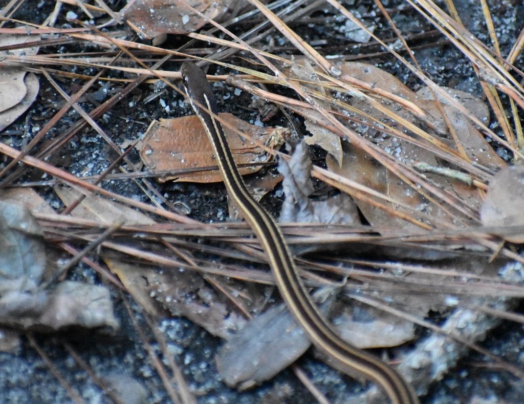 Common Ribbon Snake from Industrial, Augusta, GA, USA on October 20 ...
