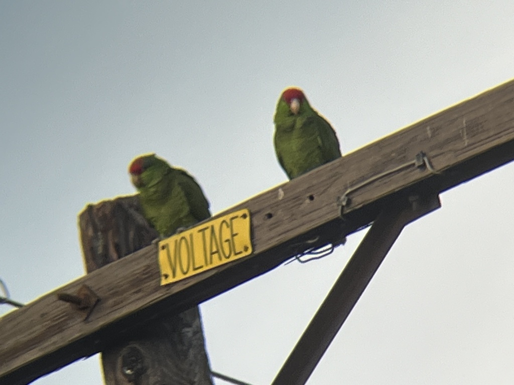 Red-crowned Parrot in January 2024 by Keith P. Several of these parrots ...