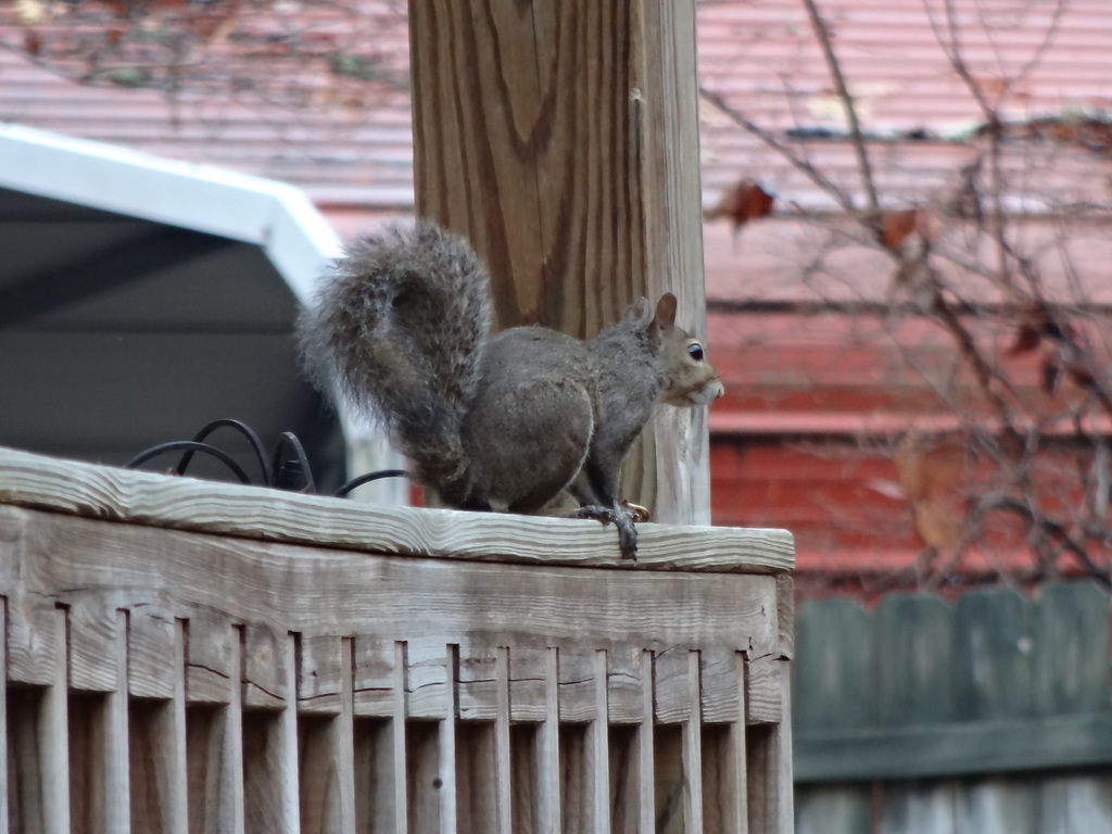 Eastern Gray Squirrel from Meigs County, TN, USA on December 03, 2014 ...