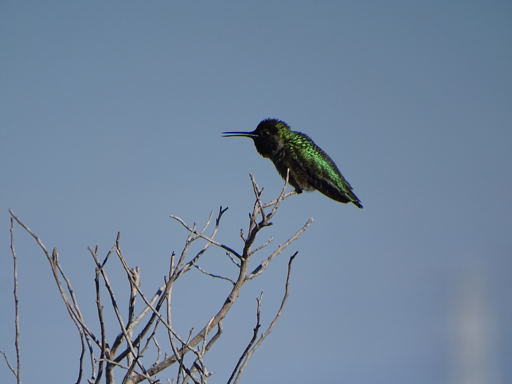 Anna's Hummingbird from Palo Alto, CA, USA on January 1, 2024 at 01:17 ...