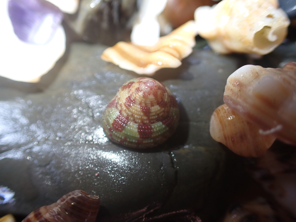 Clanculus clangulus from Woolgoolga NSW 2456, Australia on January 2 ...