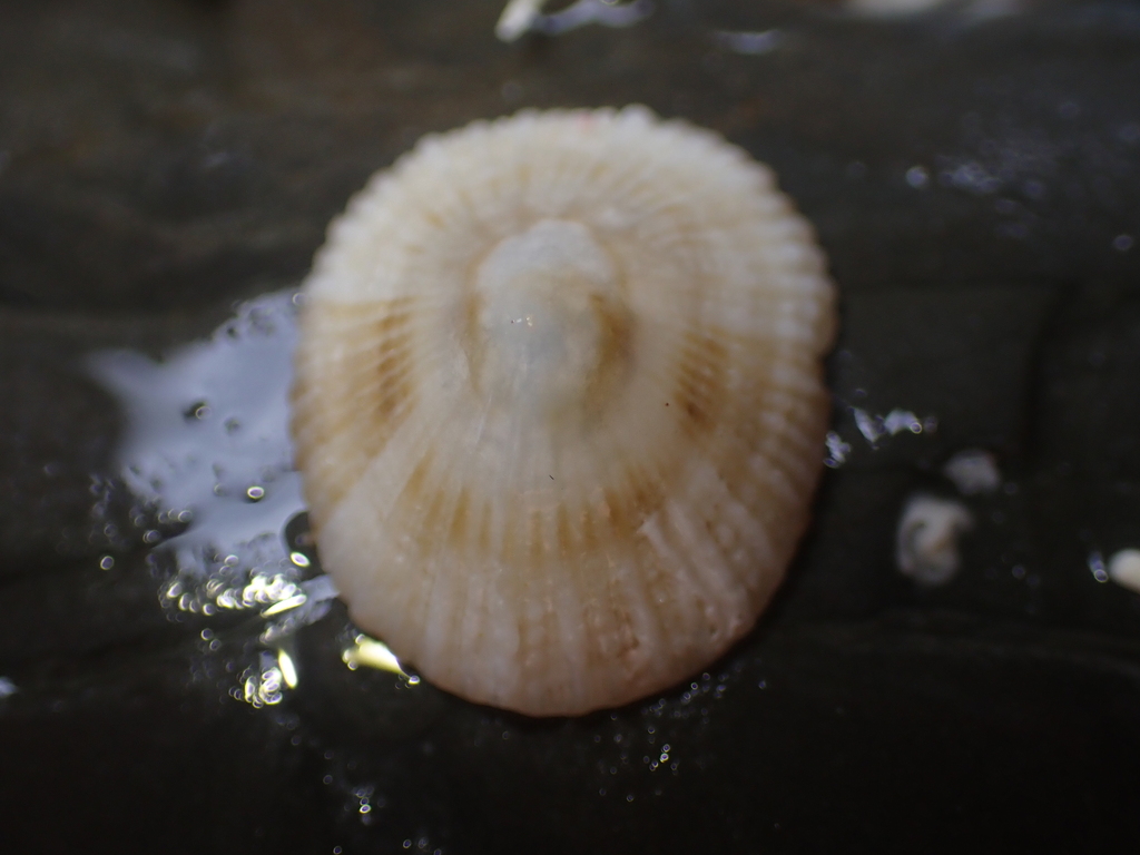 Cap-shaped False Limpet from Woolgoolga NSW 2456, Australia on January ...