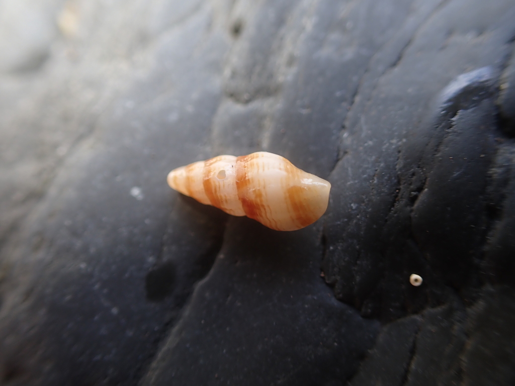 Engina australis from Woolgoolga NSW 2456, Australia on January 2, 2024 ...