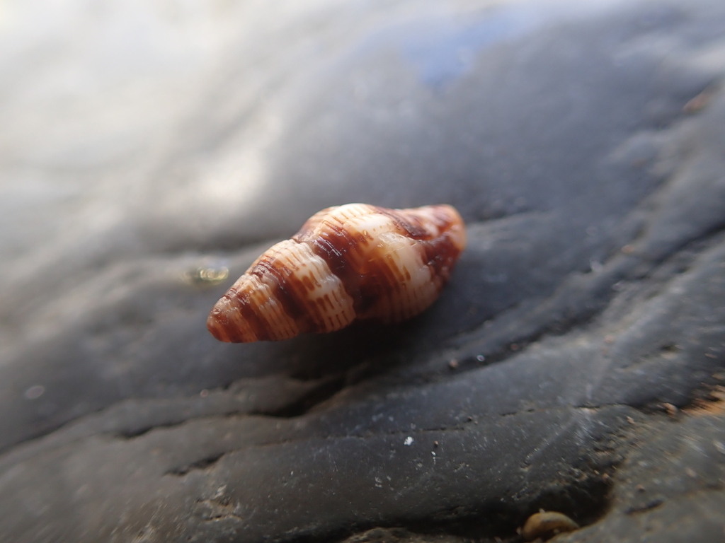 Engina australis from Woolgoolga NSW 2456, Australia on January 2, 2024 ...