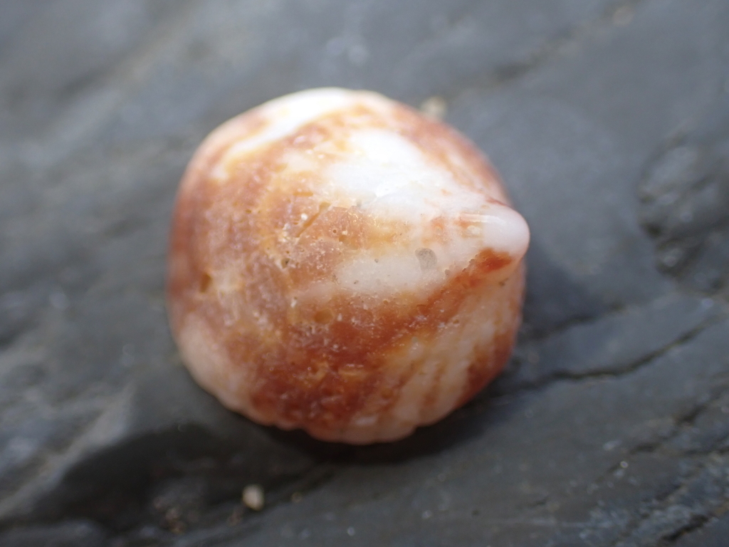 Sabia conica from Woolgoolga NSW 2456, Australia on January 2, 2024 at ...