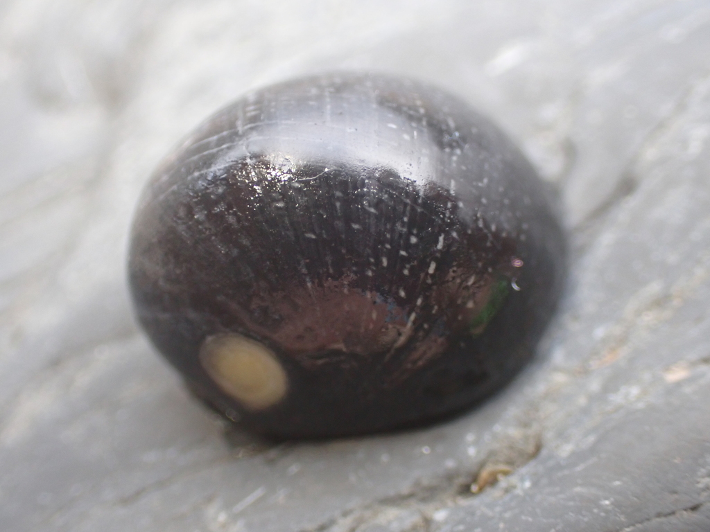 Black nerite from Woolgoolga NSW 2456, Australia on January 2, 2024 at ...