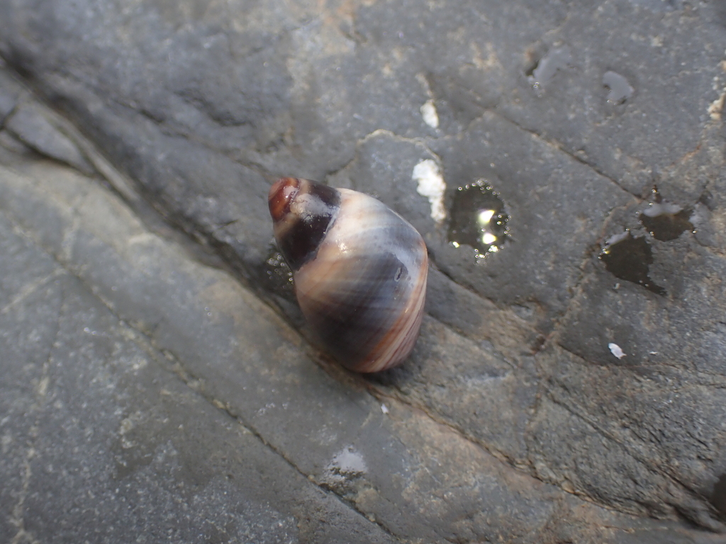 Little Blue Periwinkle from Woolgoolga NSW 2456, Australia on January 2 ...