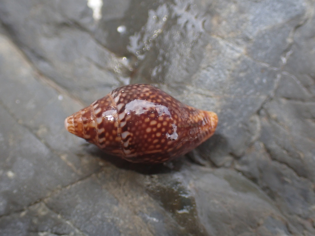 Tortoise Dove Shell from Woolgoolga NSW 2456, Australia on January 2 ...