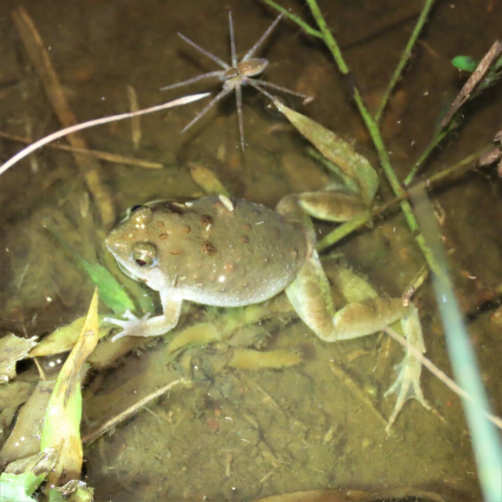 Natal Puddle Frog from Mbuluzi Game Reserve, Eswatini on January 1, 2024 at 08:37 PM by Phil ...