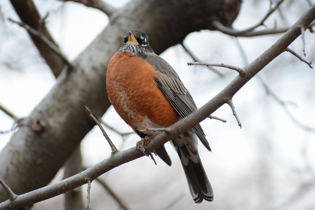 American Robin from Manhattan, New York, NY, USA on January 1, 2024 at ...