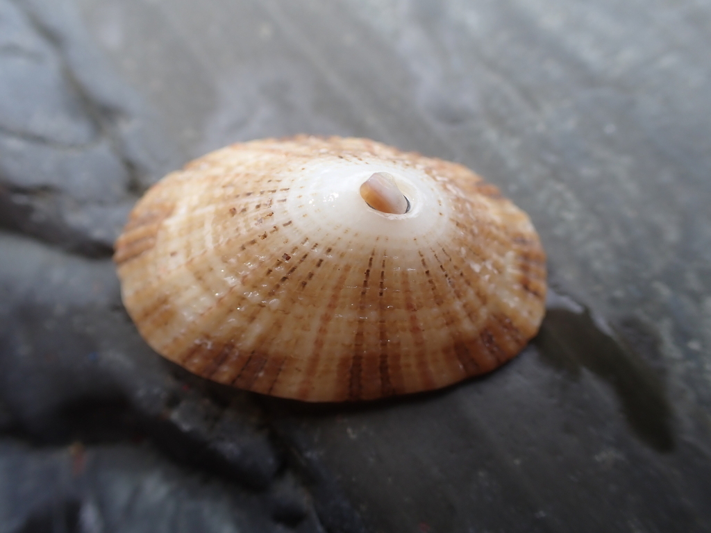 Diodora lineata from Woolgoolga NSW 2456, Australia on January 2, 2024 ...