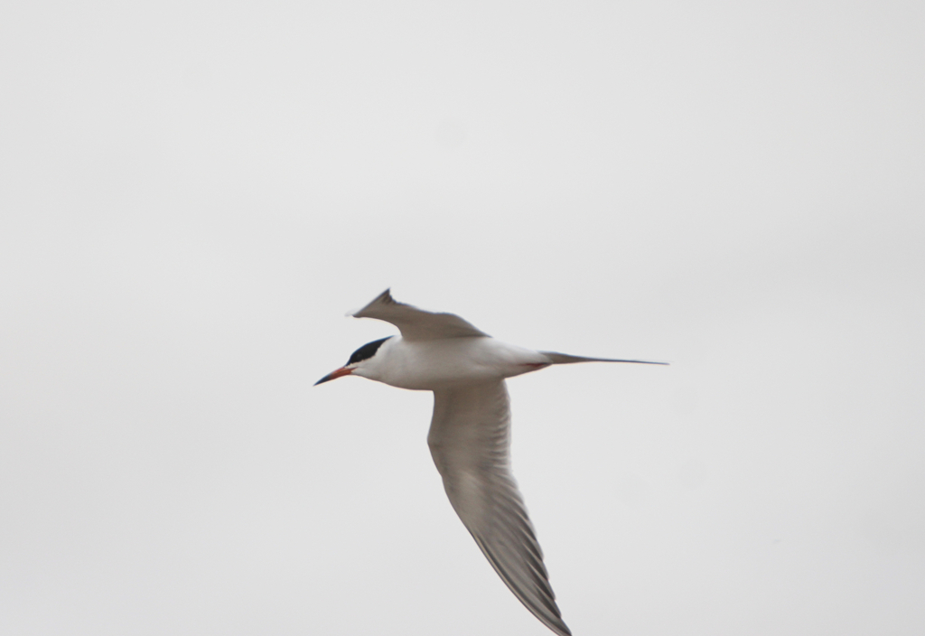 Forster's Tern from Newell County No. 4, AB T0J, Canada on May 7, 2022 ...
