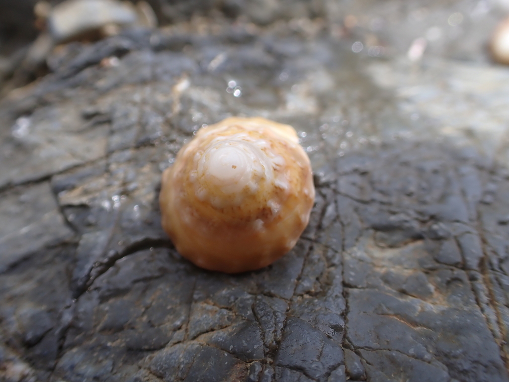 Common Tent Shell from Woolgoolga NSW 2456, Australia on January 2 ...