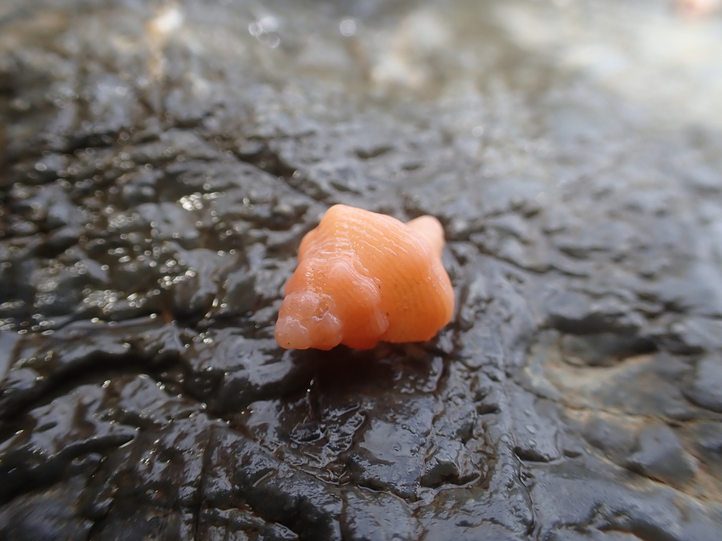 Mipus arbutum from Woolgoolga NSW 2456, Australia on January 2, 2024 at ...