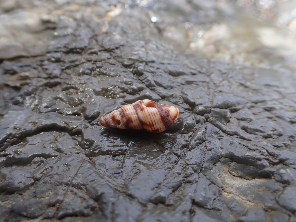 Engina australis from Woolgoolga NSW 2456, Australia on January 2, 2024 ...