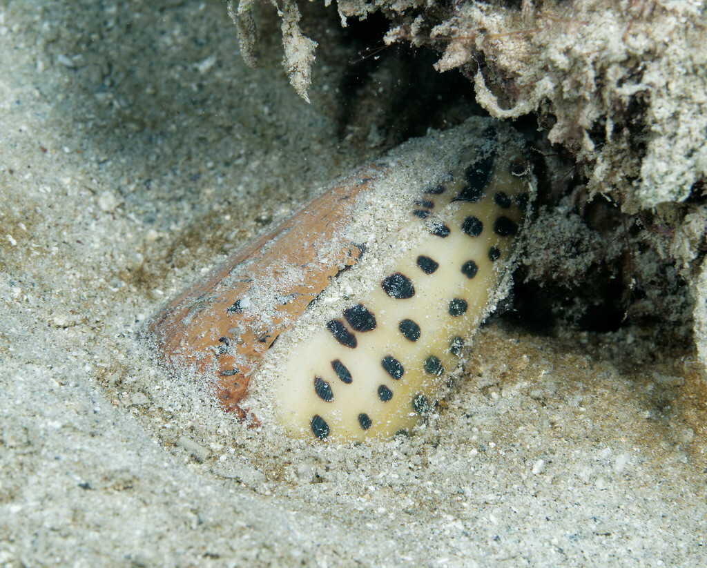 Flea-bitten Cone from Honolulu County, HI, USA on January 1, 2024 at 10 ...