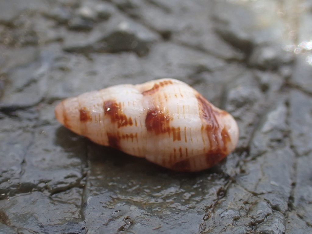 Engina australis from Woolgoolga NSW 2456, Australia on January 2, 2024 ...