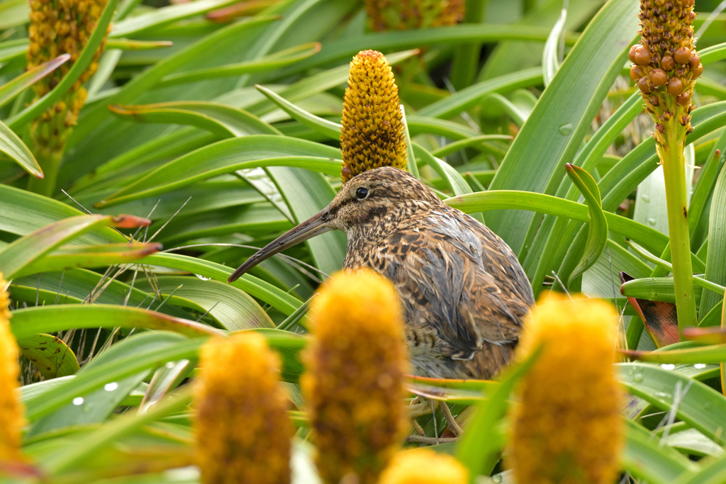 Auckland Island Snipe in December 2023 by Christopher Stephens. Managed ...