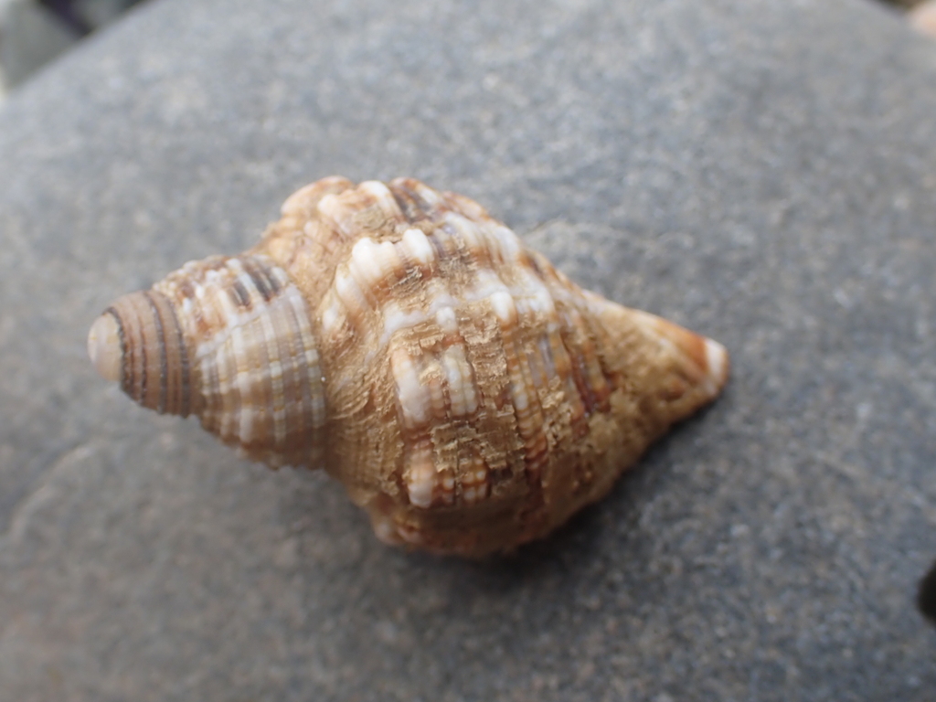 Spengler's Trumpet Snail from Woolgoolga NSW 2456, Australia on January ...